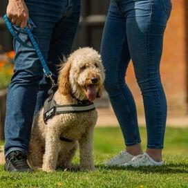 La dog Académie (2023) - Streaming, replay - Diffusion TV et plateformes