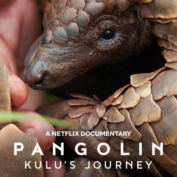 Pangolin : Chemins de vie (2025) - Streaming, replay - Diffusion TV et ...